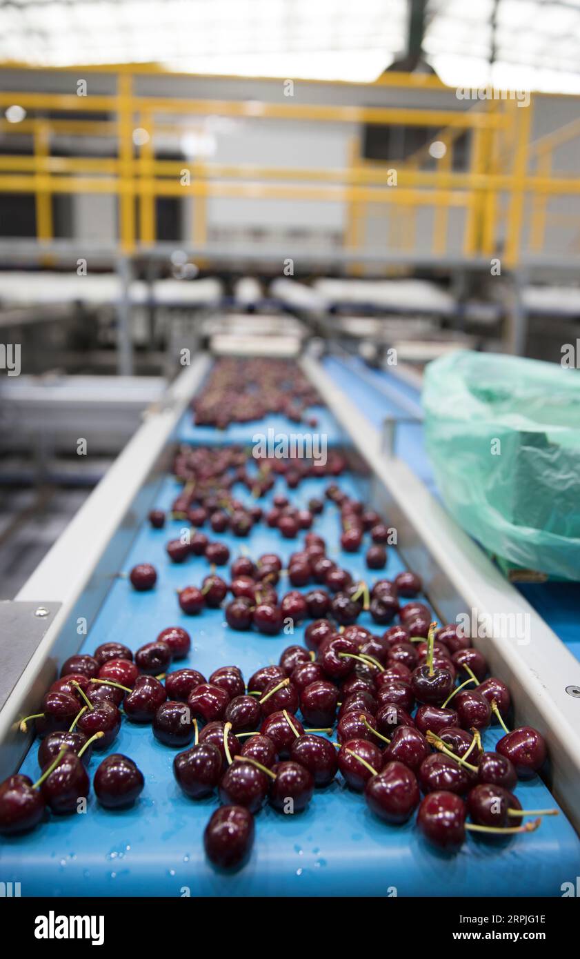 191209 -- YOUNG, Dec. 9, 2019 -- Photo taken on Dec. 7, 2019 shows ...