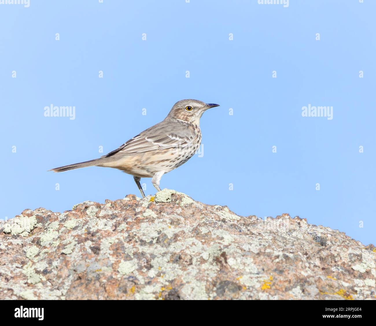 Thrasher species hi-res stock photography and images - Alamy