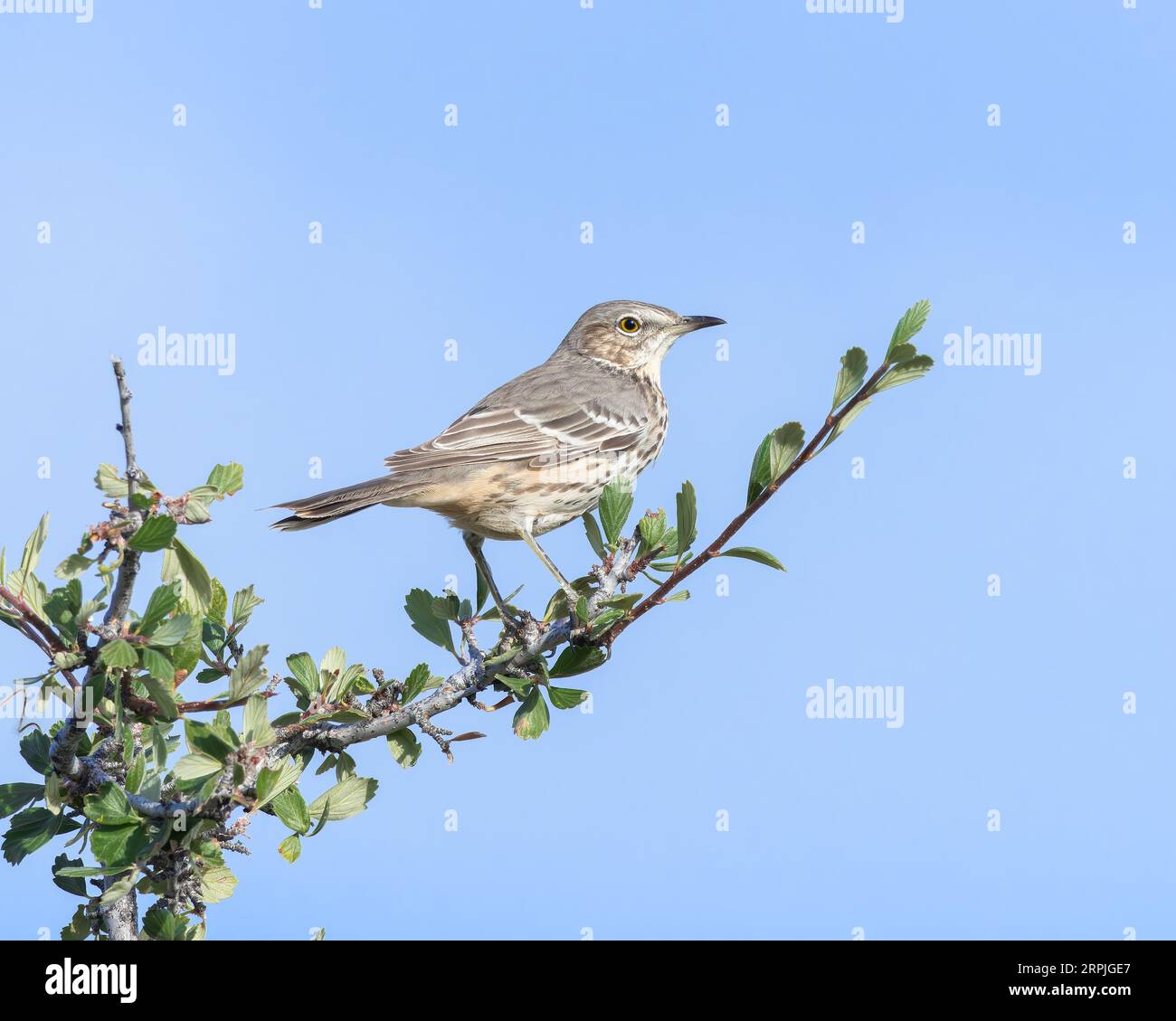 Thrasher species hi-res stock photography and images - Alamy