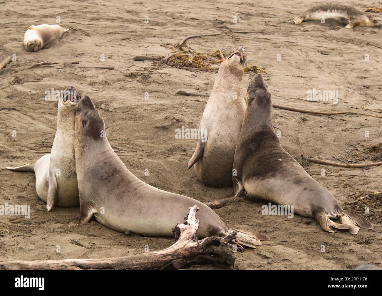 191211 -- CALIFORNIA, Dec. 11, 2019 Xinhua -- Adolescent male elephant ...