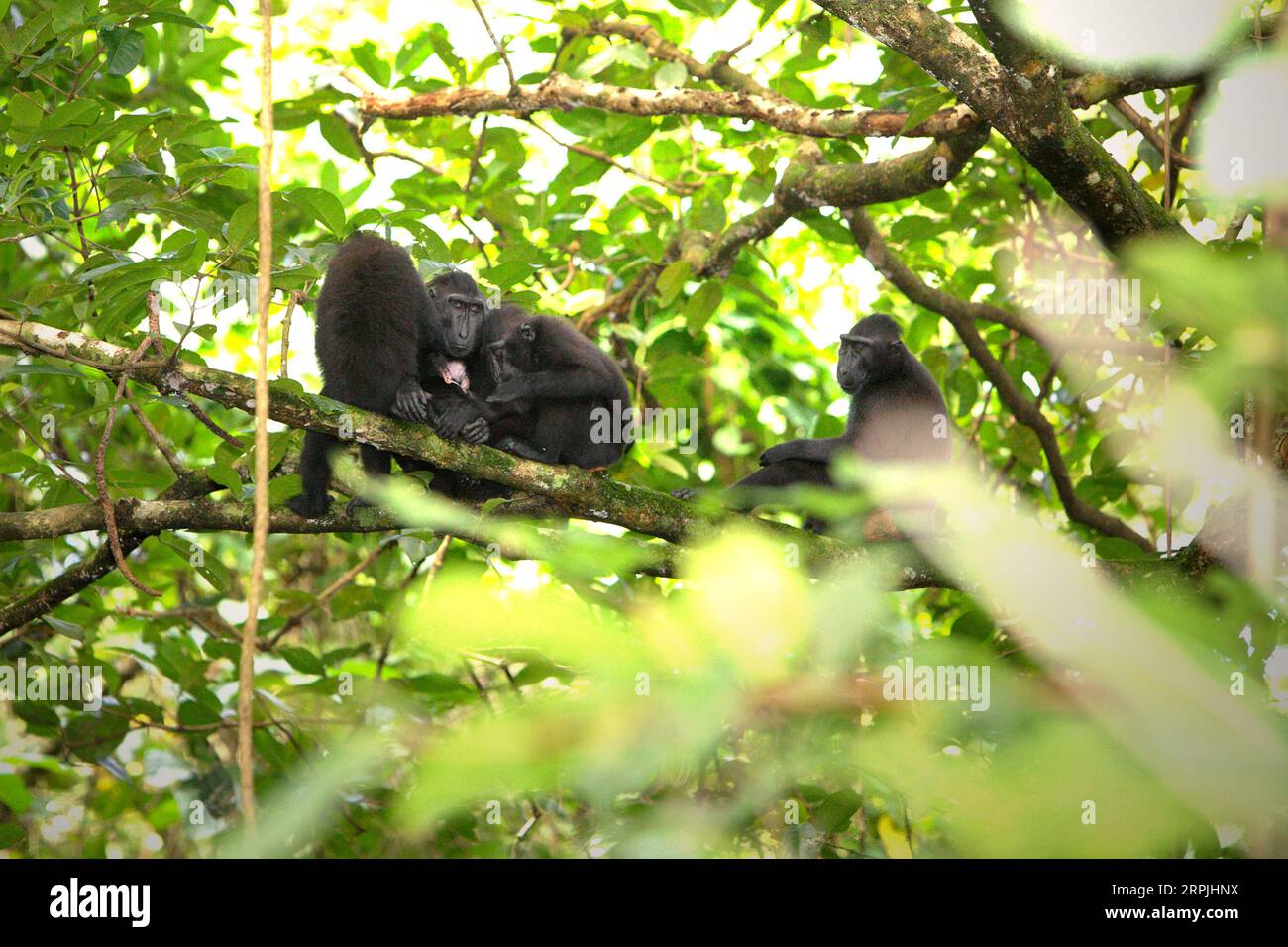 A group of black-crested macaques (Macaca nigra) is photographed as ...
