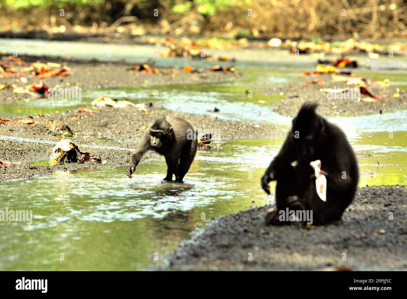 A crested macaque (Macaca nigra) juvenile moves on a stream, in a ...