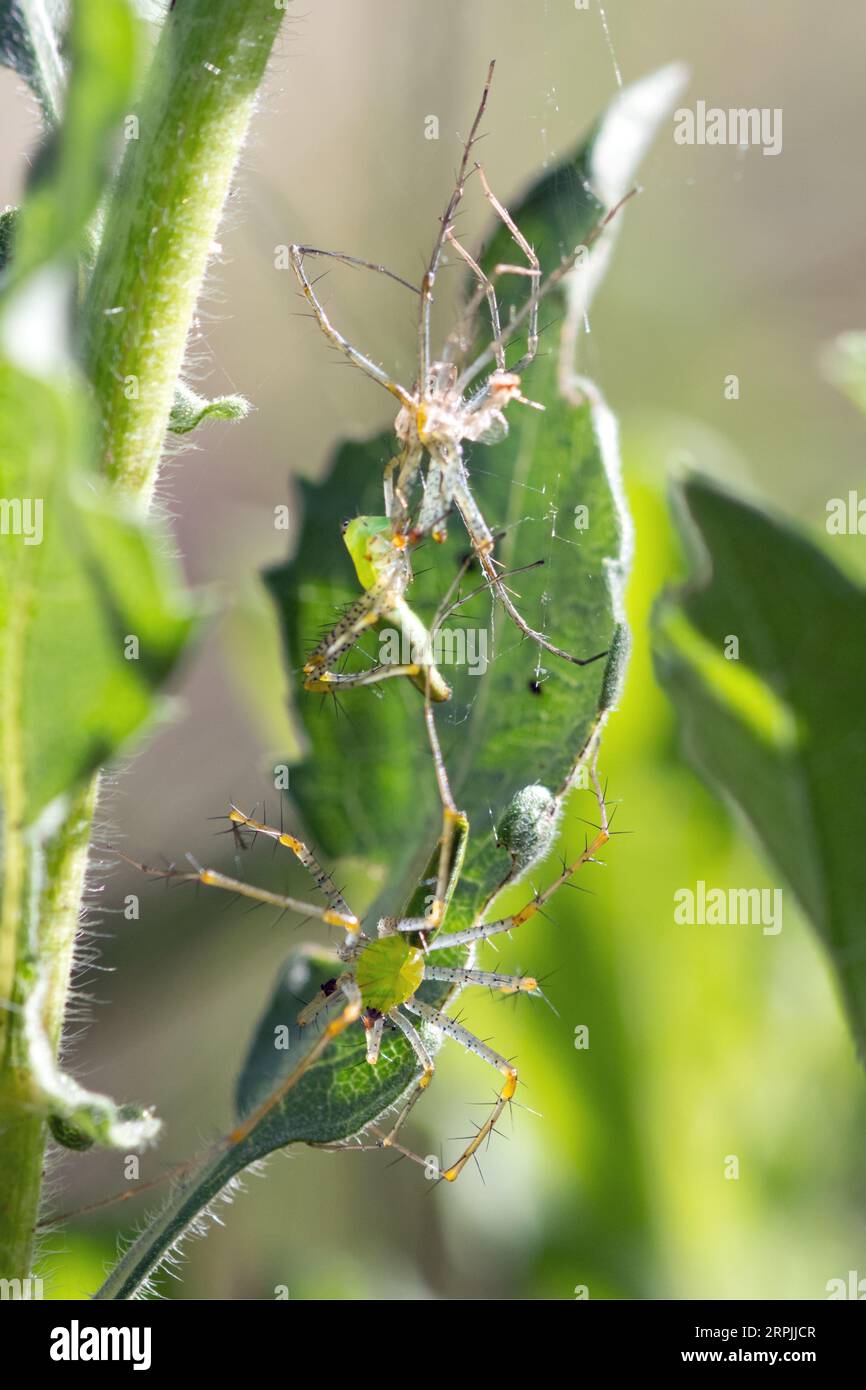 Green Lynx Spider (Peucetia viridans) molting Stock Photo - Alamy