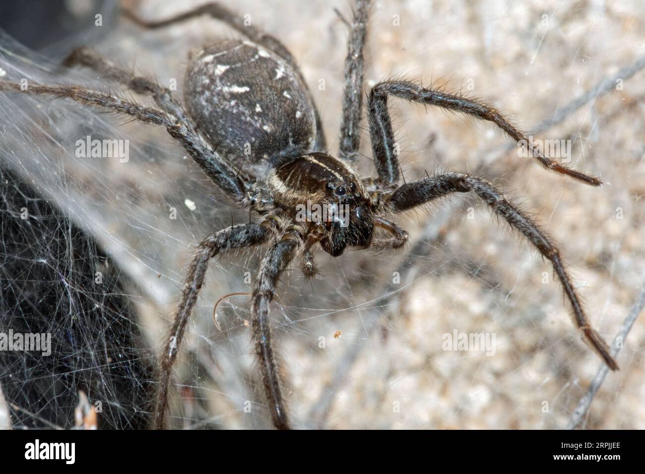 Funnel Web Wolf Spider (Sosippus californicus) at the entrance of a ...
