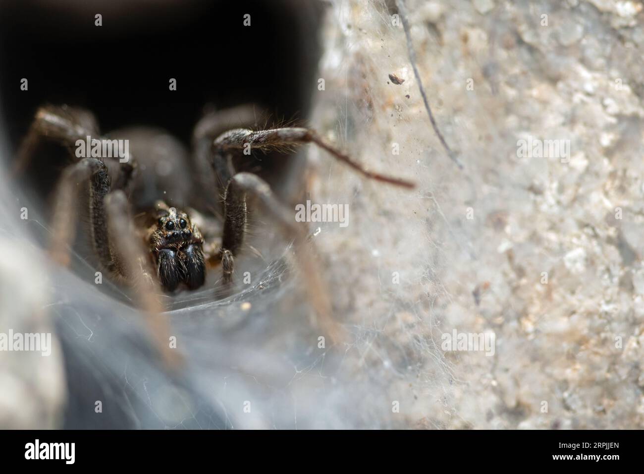 Funnel Web Wolf Spider (Sosippus californicus) at the entrance of a ...