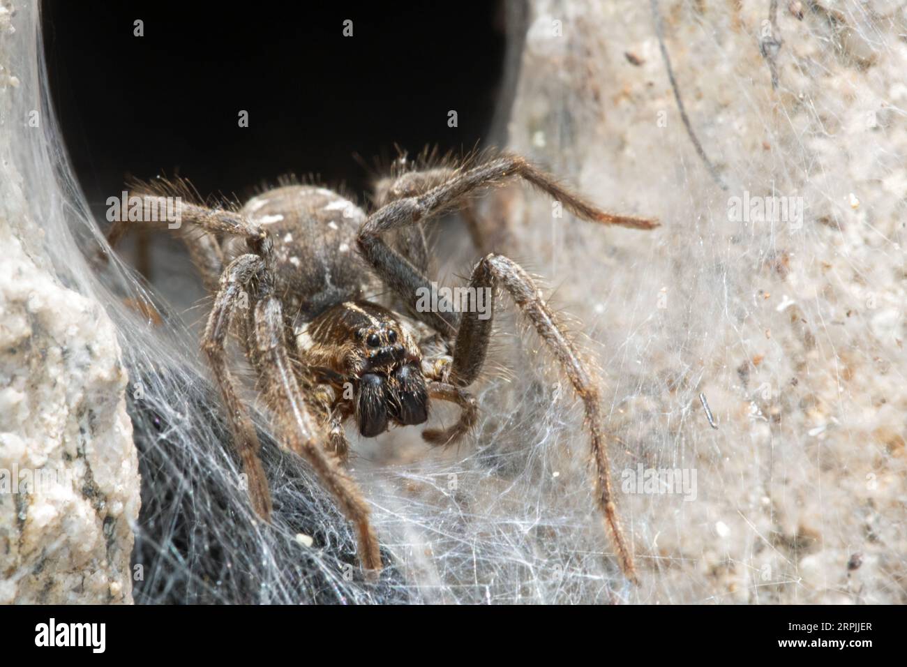 Funnel Web Wolf Spider (Sosippus californicus) at the entrance of a ...