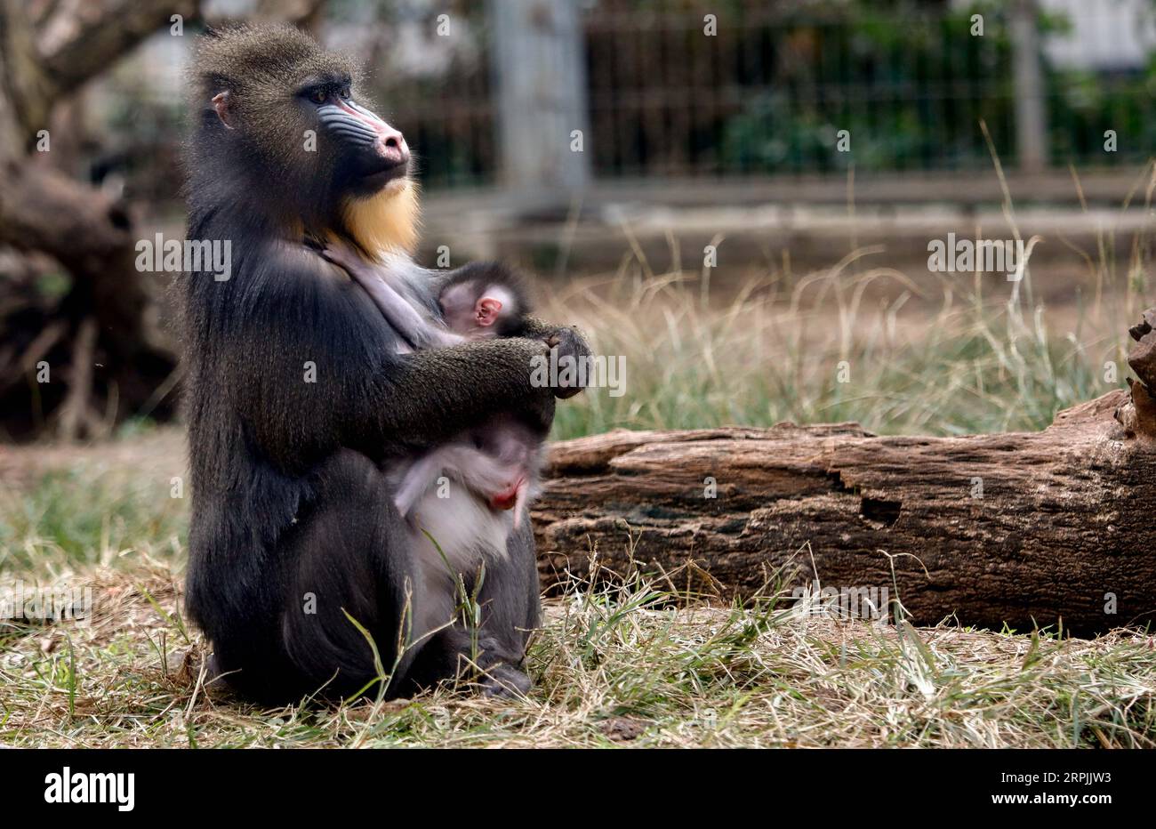 Female mandrill hi-res stock photography and images - Alamy