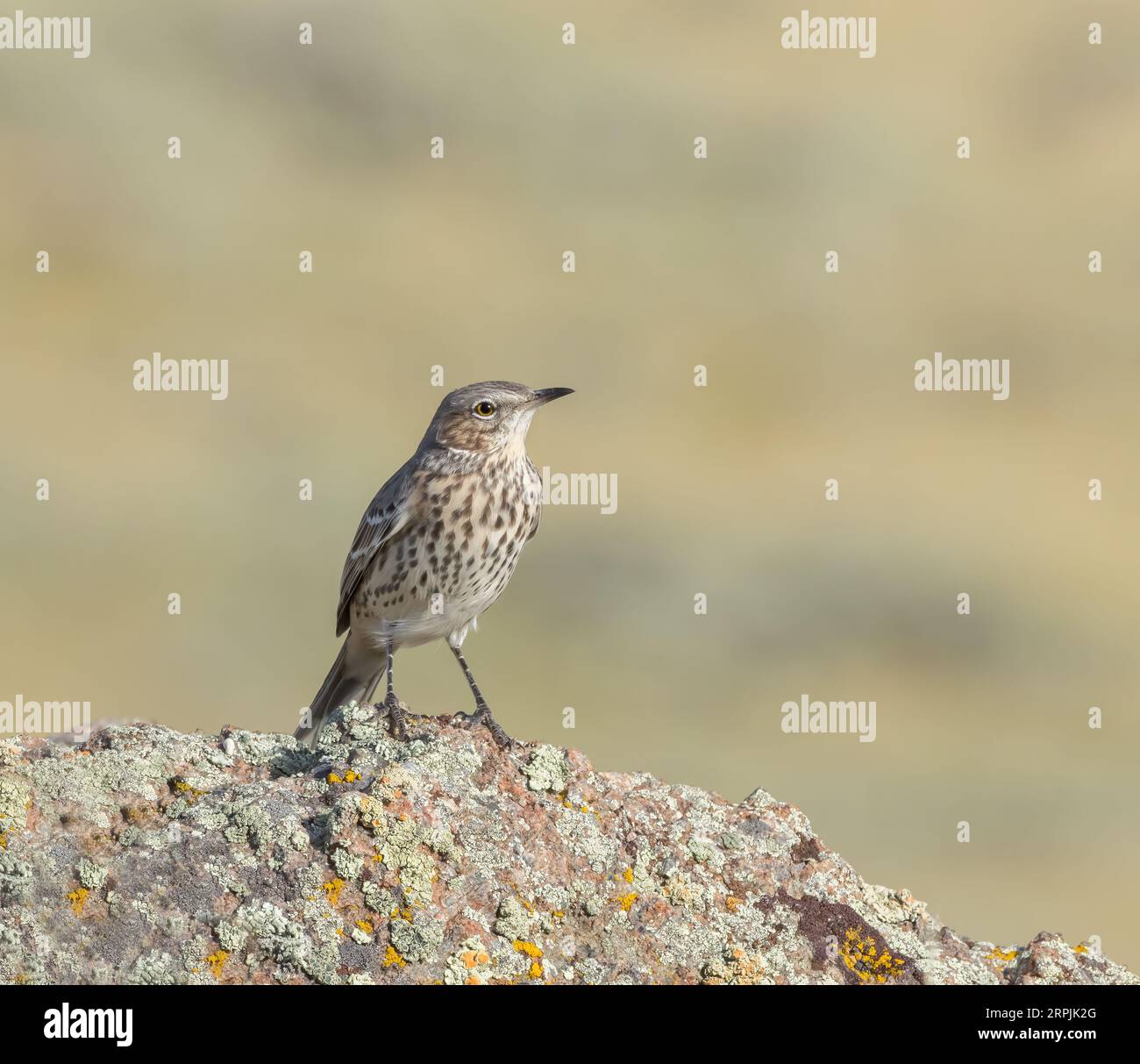 Thrasher species hi-res stock photography and images - Alamy