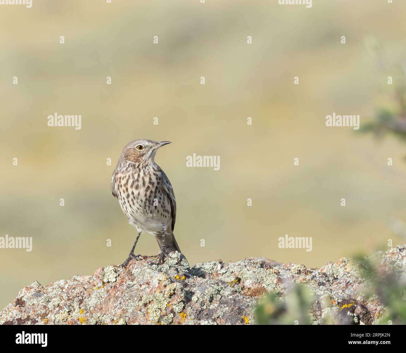 Thrasher species hi-res stock photography and images - Alamy