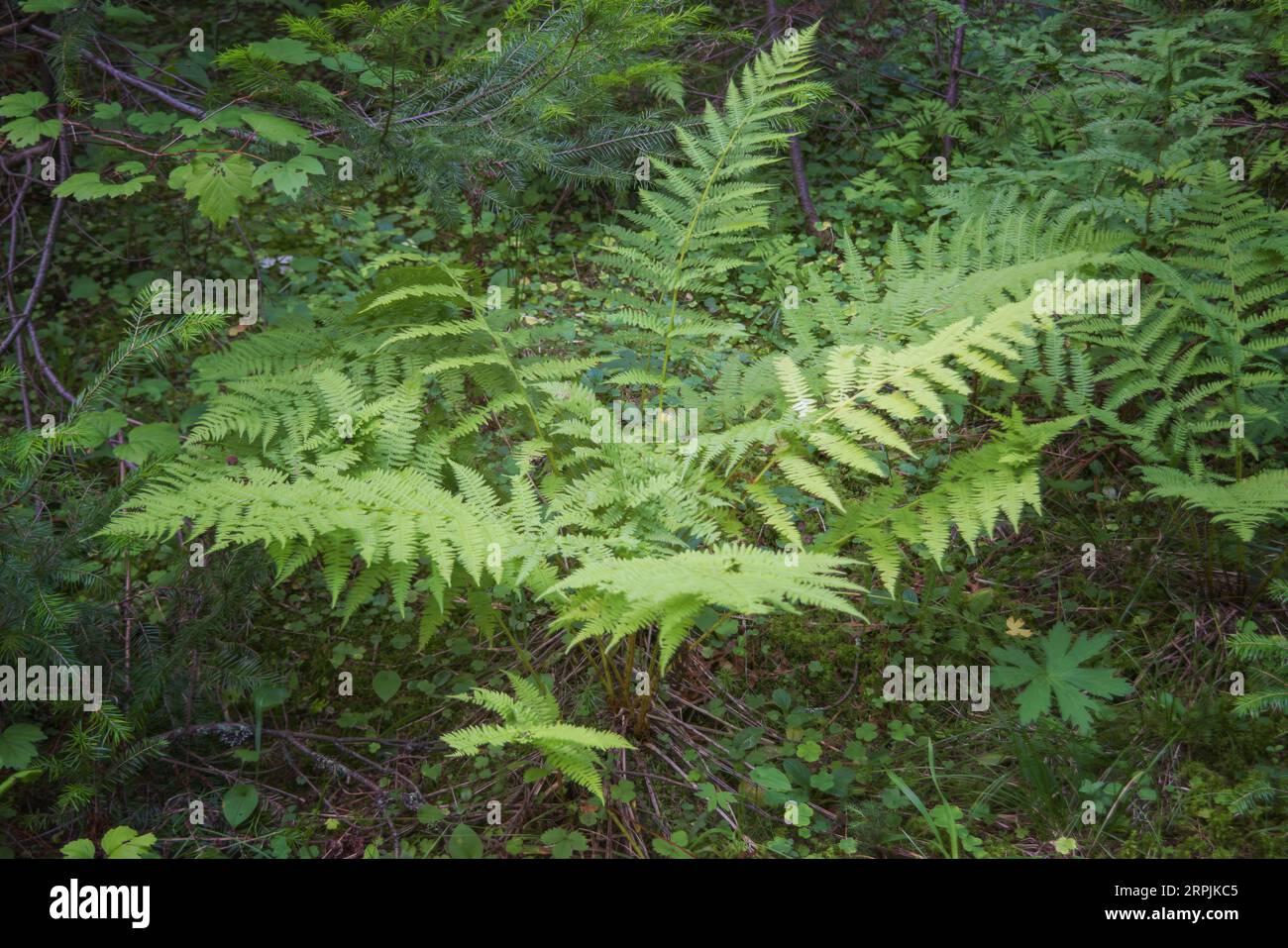 Close up of common lady fern (Athyrium filix-femina, also known as ...