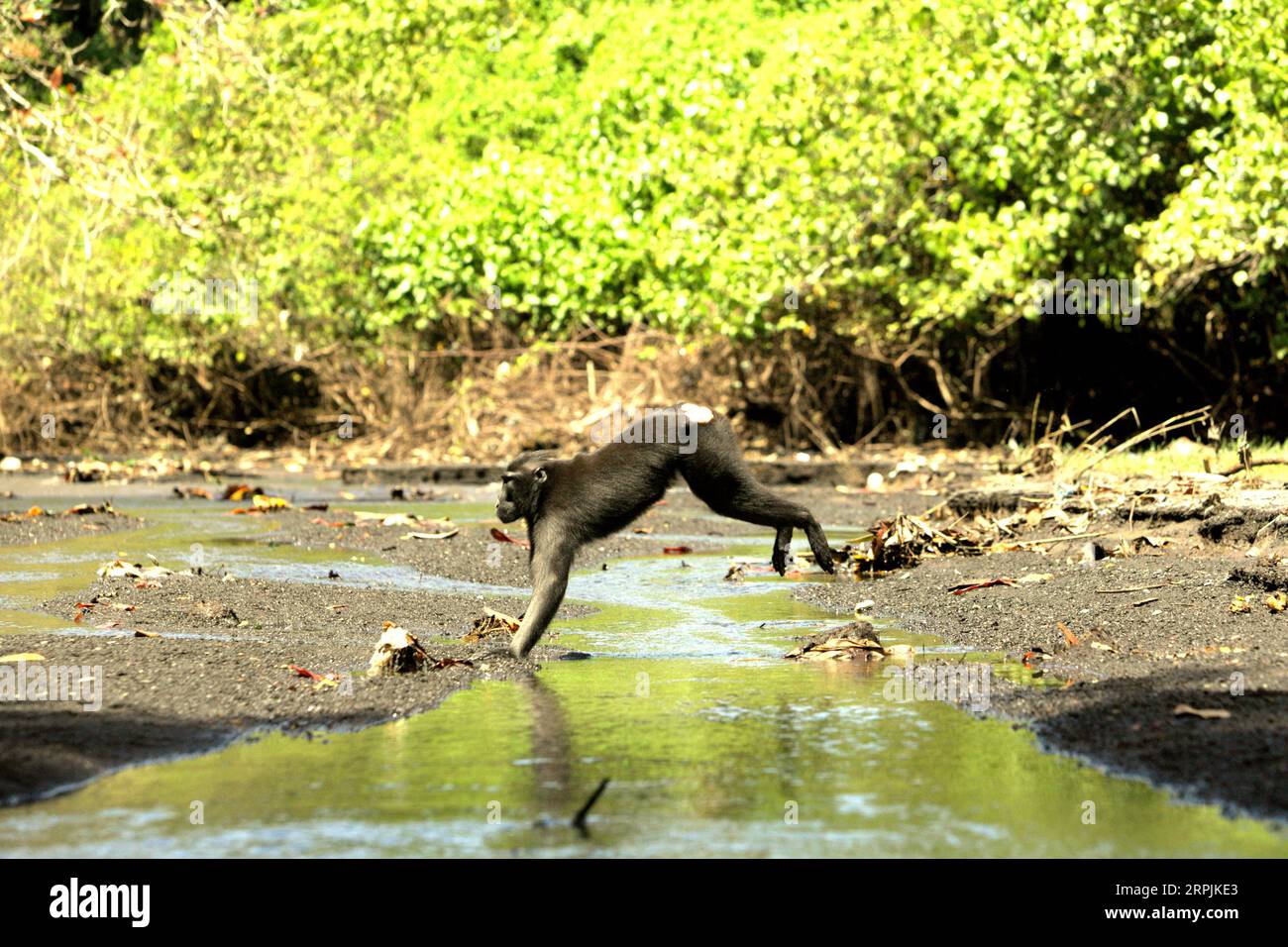 A crested macaque (Macaca nigra) leaps as it is foraging on a stream ...