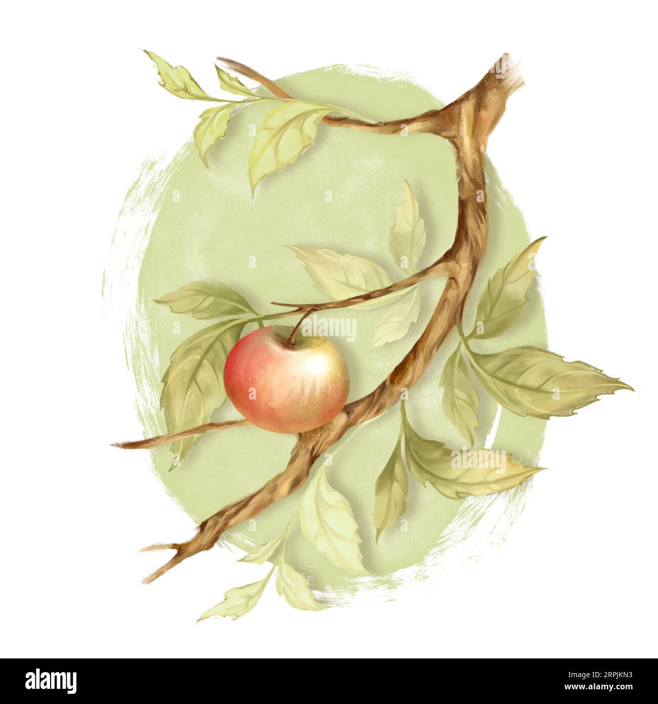 Hand drawn apple tree branch with apple and leaves Stock Photo - Alamy