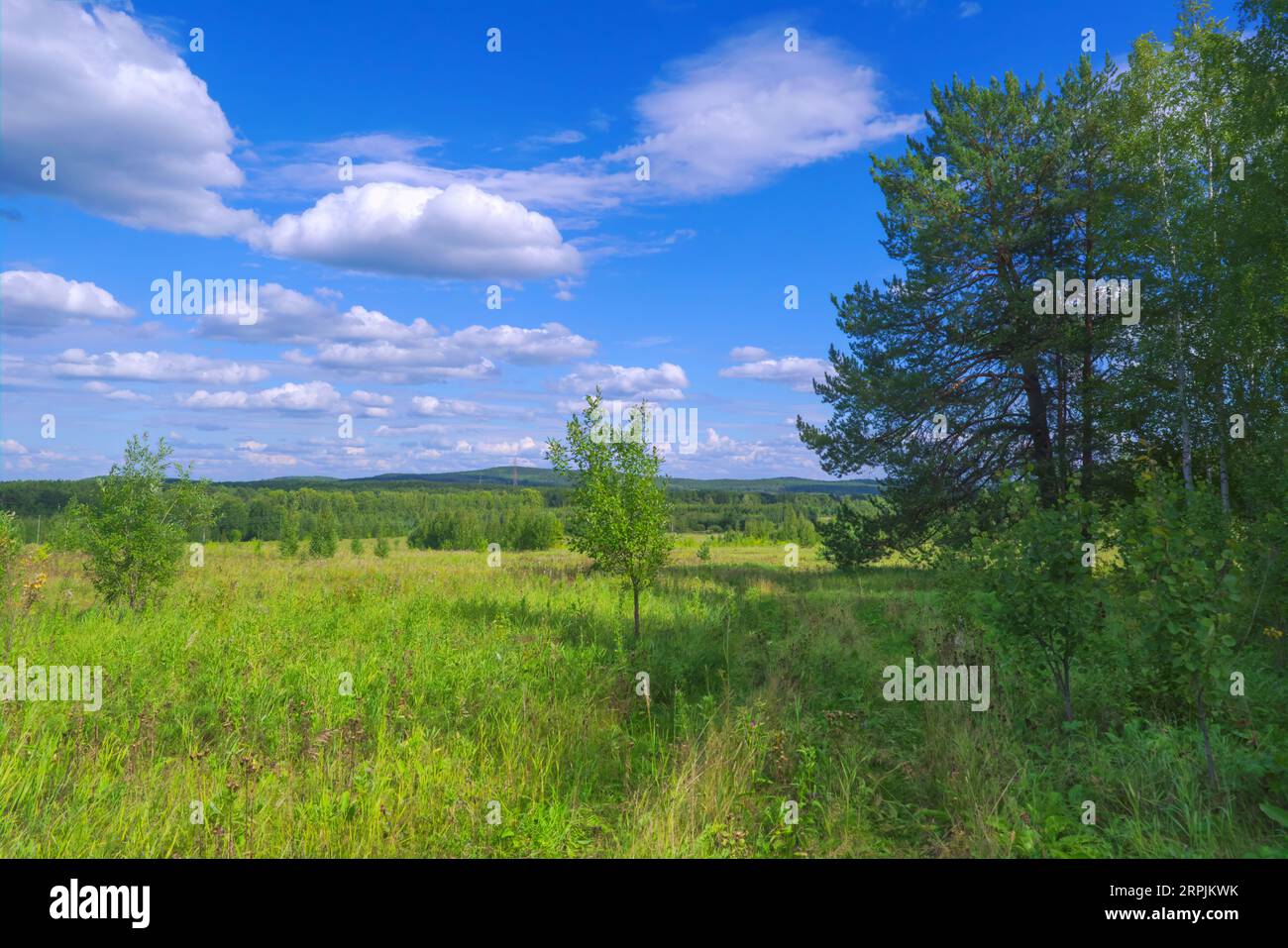 Bright Summer landscape green meadow and forest in the background ...