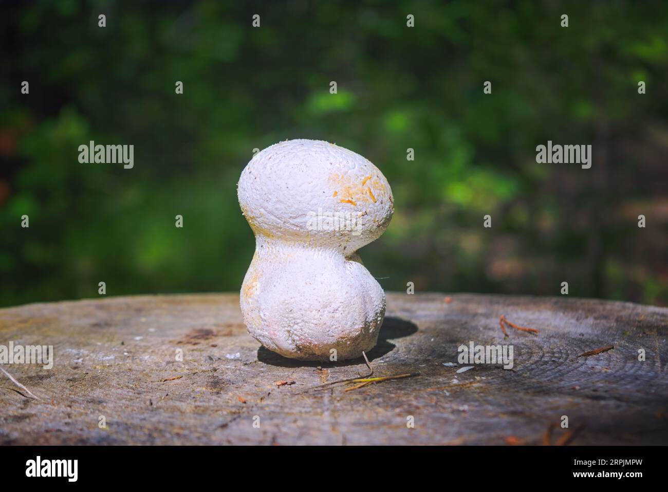 Pearly wonders: Exploring the beauty of Common puffball fungi ...