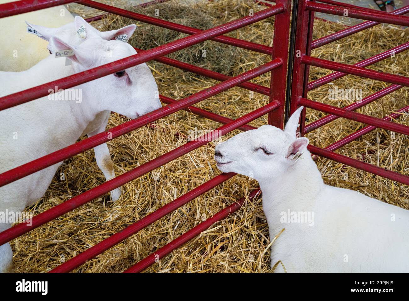 Sheep in Pens Woodstock Fair Woodstock, Connecticut, USA Stock Photo ...