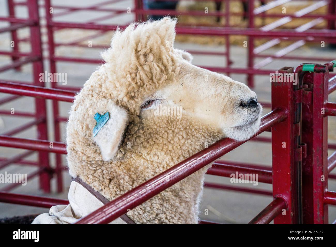 Sheep in Pens Woodstock Fair Woodstock, Connecticut, USA Stock Photo ...
