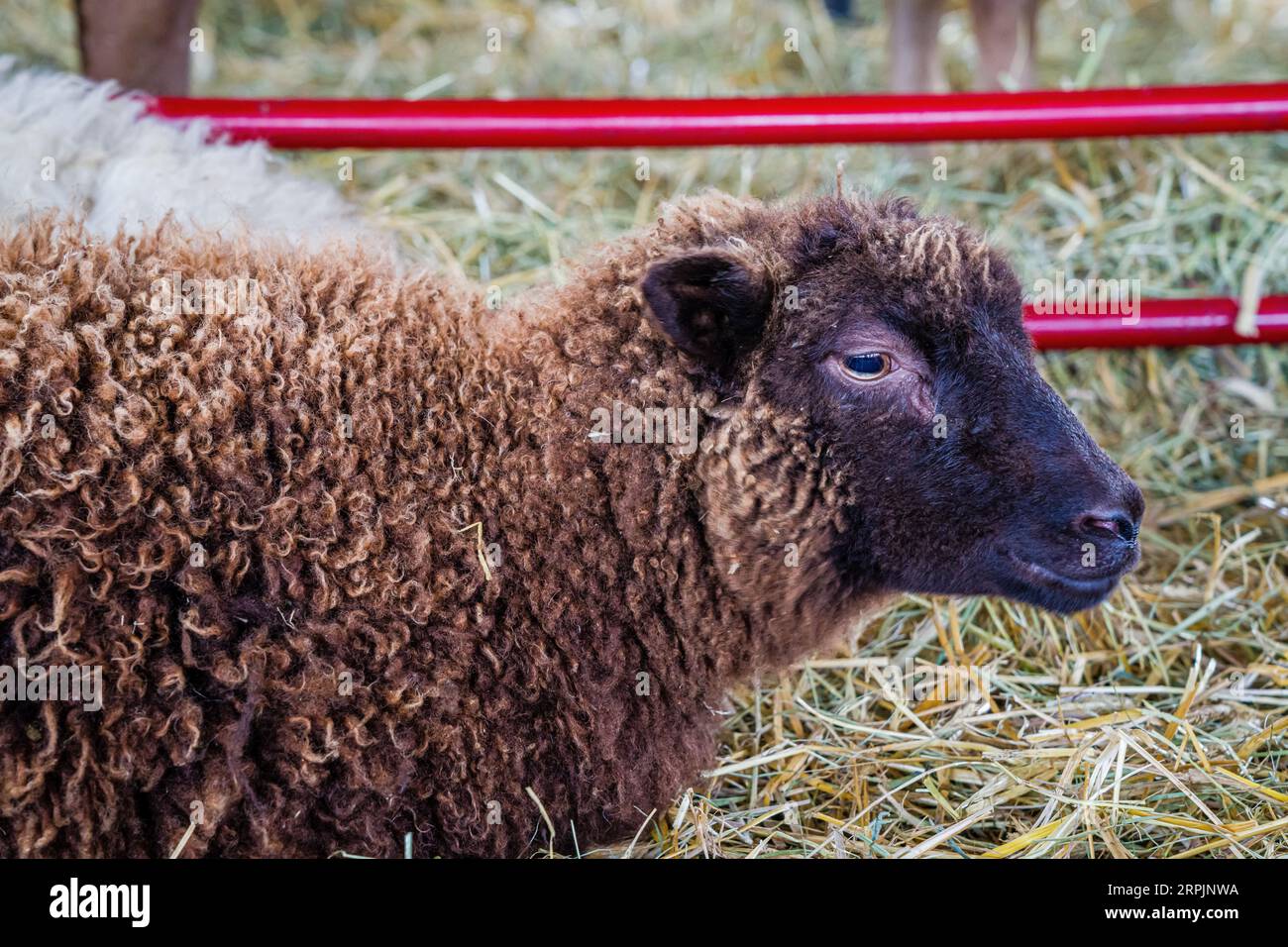 Sheep in Pens Woodstock Fair Woodstock, Connecticut, USA Stock Photo ...