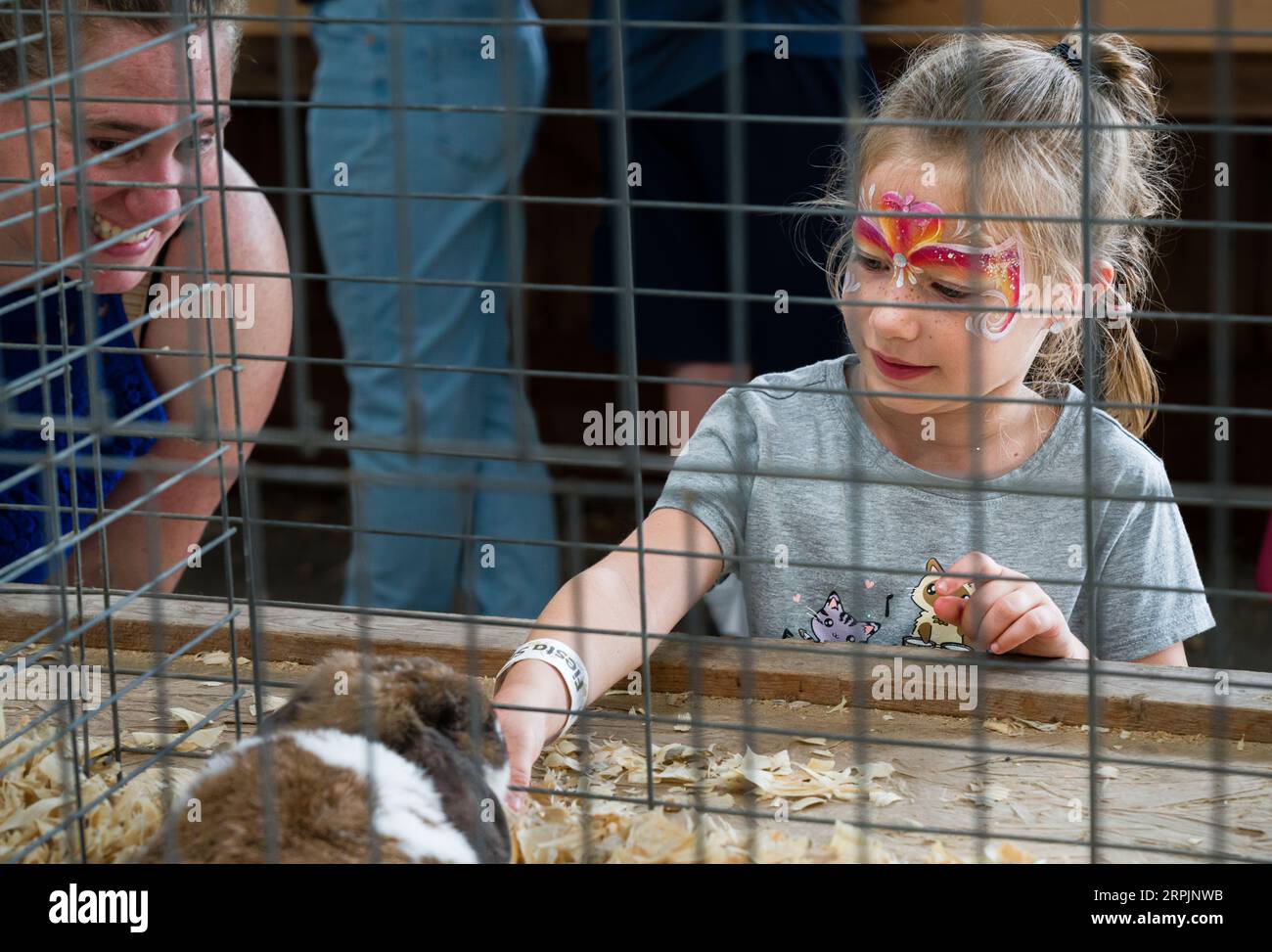 Child petting caged Rabbit Woodstock Fair Woodstock, Connecticut, USA ...