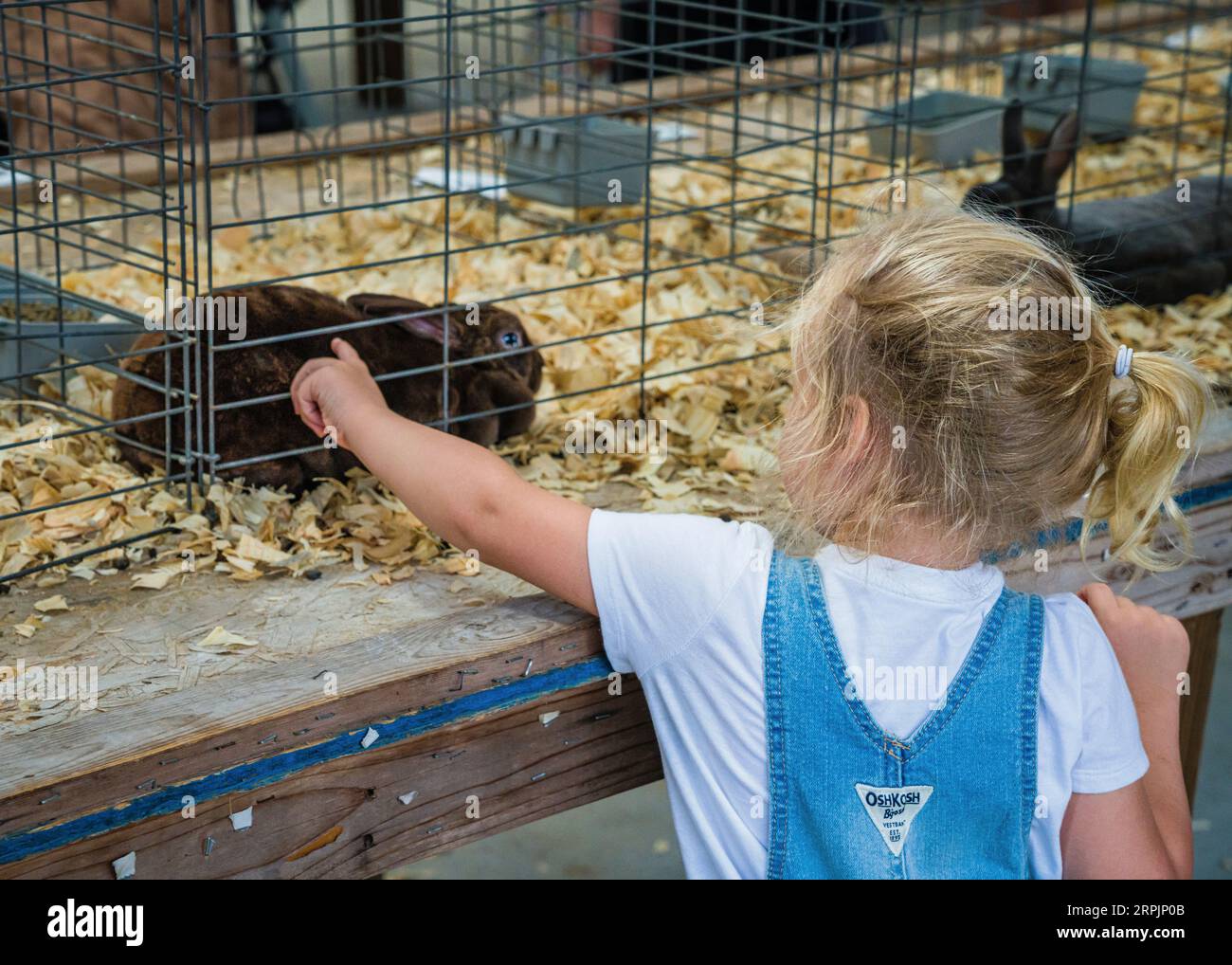 Child petting caged Rabbit Woodstock Fair Woodstock, Connecticut, USA ...