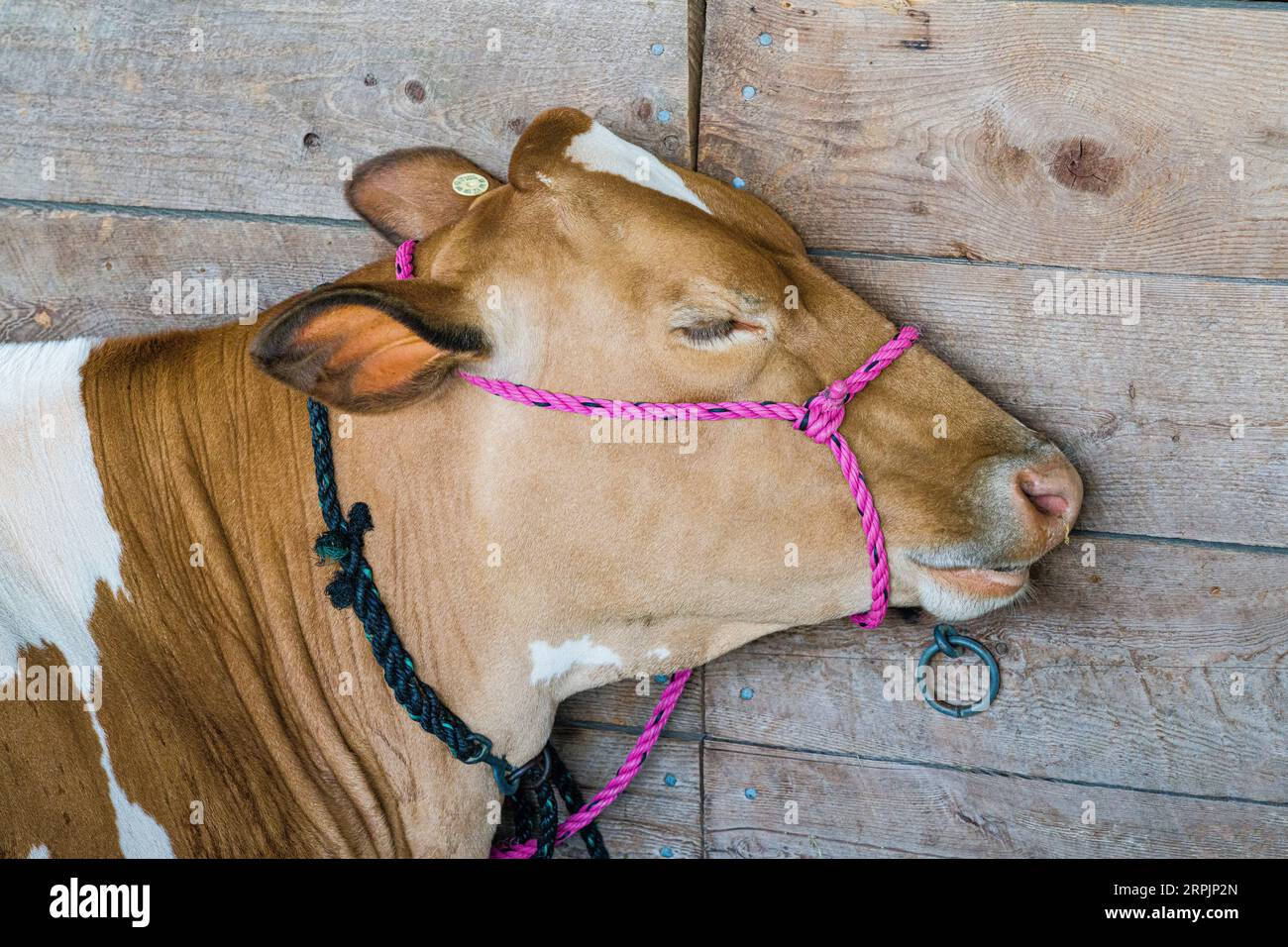 Cows Woodstock Fair Woodstock, Connecticut, USA Stock Photo - Alamy