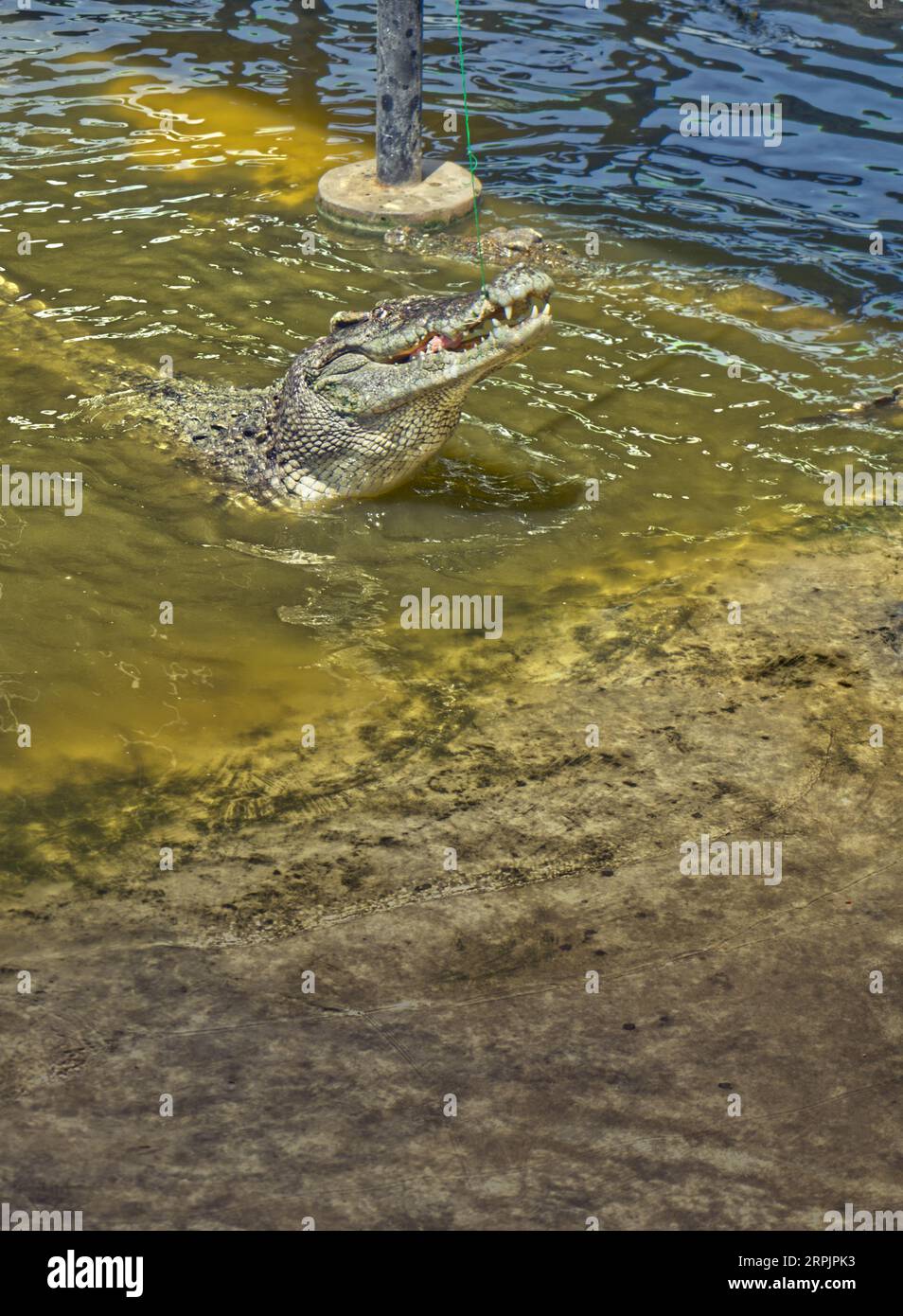 Alligator Eating Chicken
