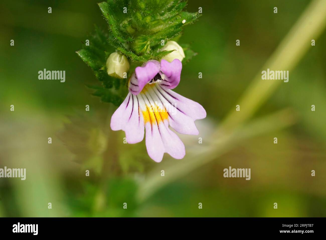Natural colorful closeup on the small, fragile looking eyebright ...