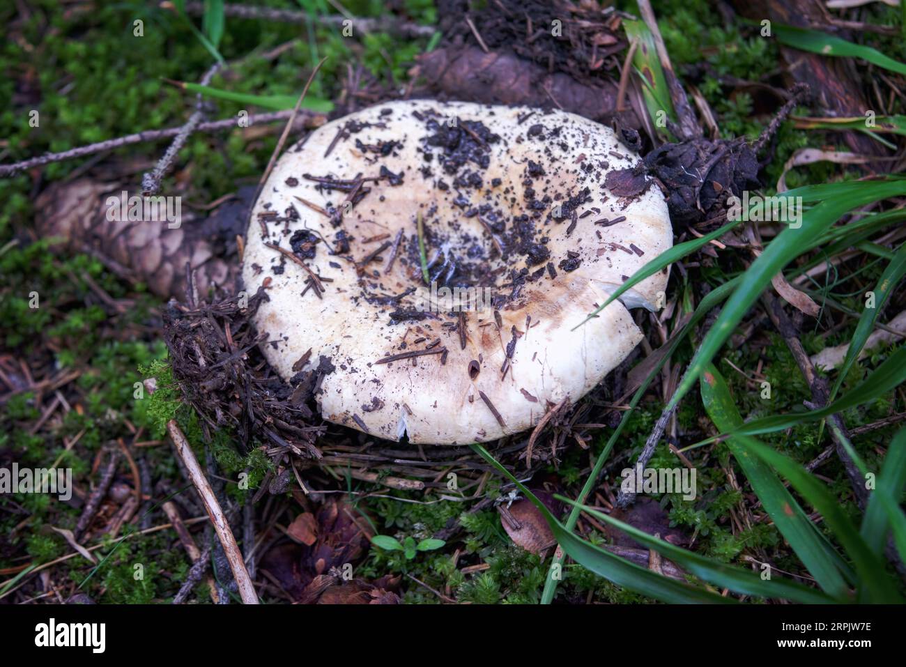 Edible Milk mushroom or milky cup (Latin: Lactarius resimus) grows in ...