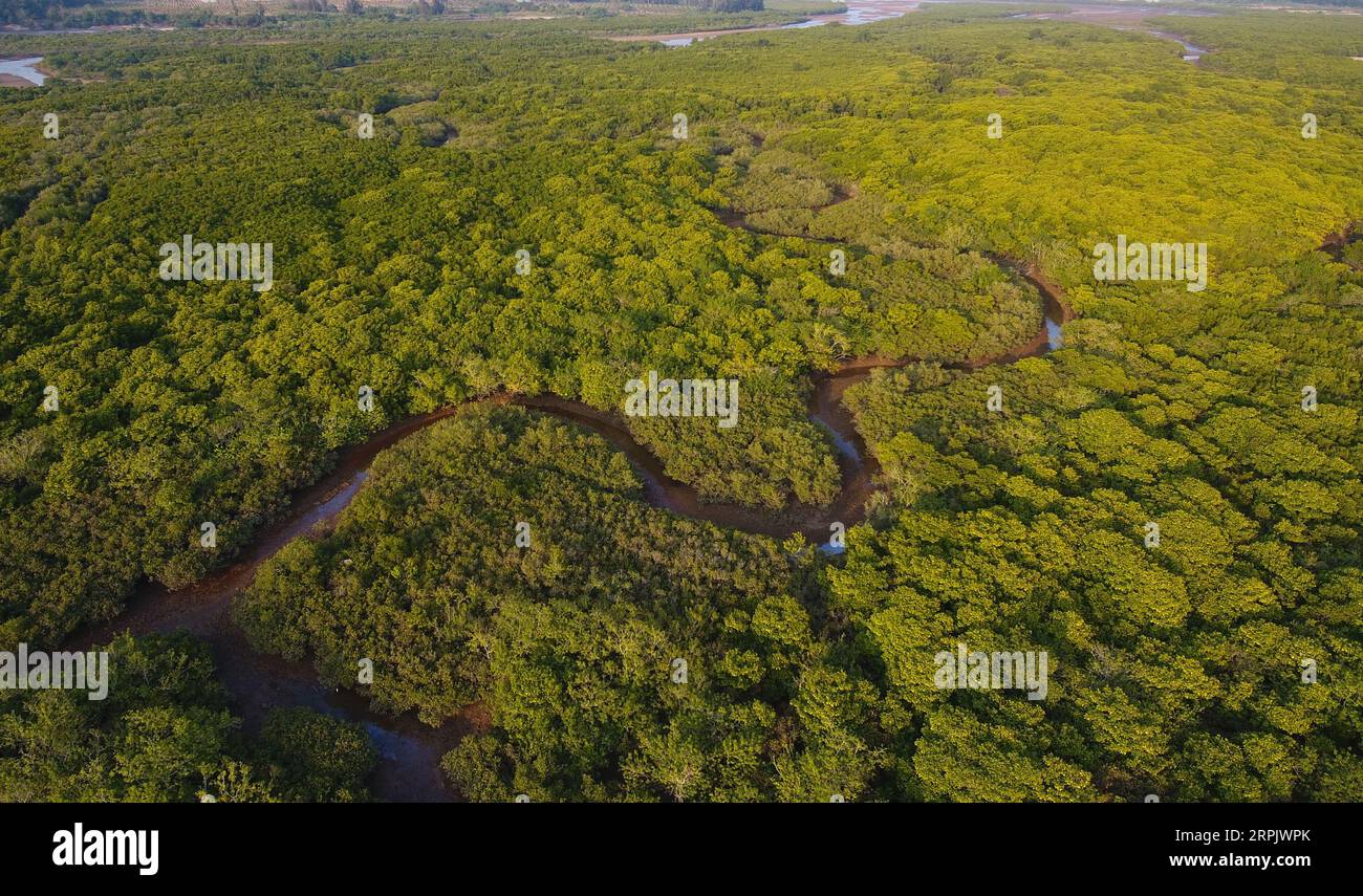 China hanan mangrove hi-res stock photography and images - Alamy
