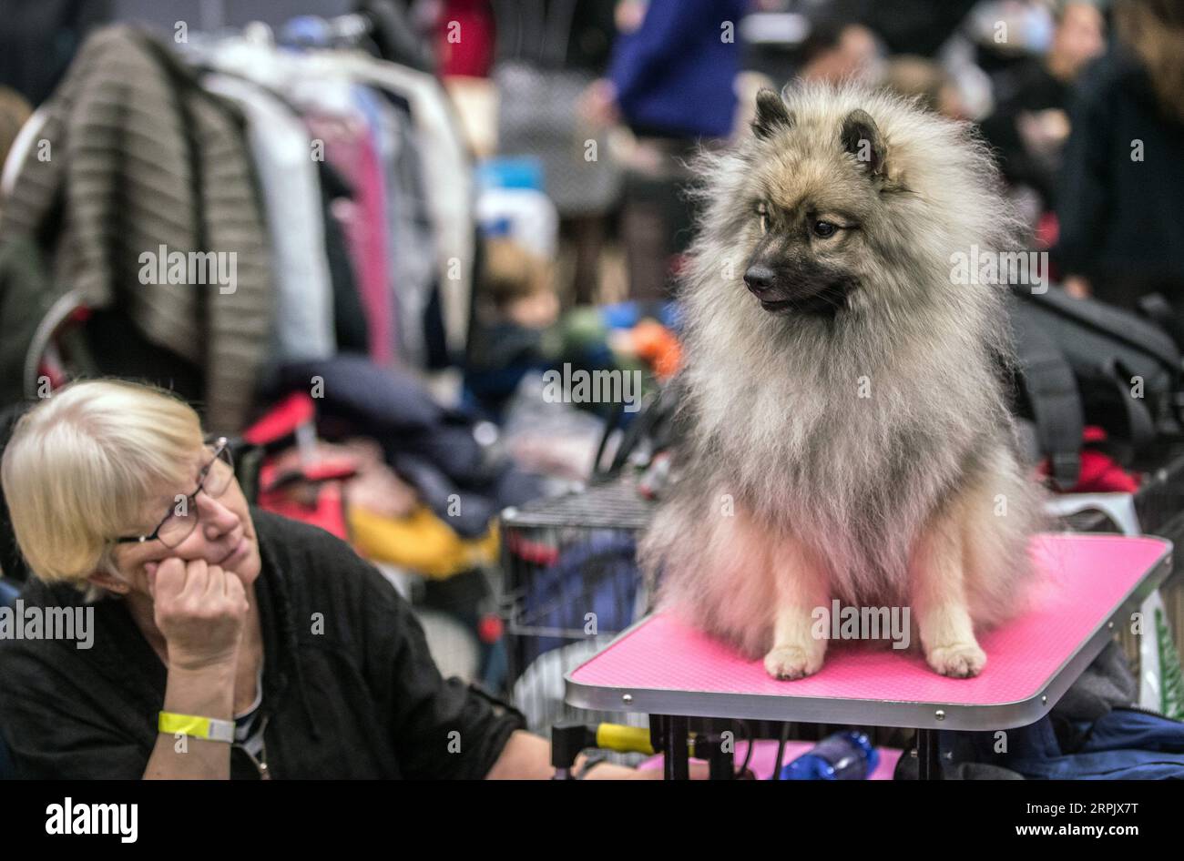 Keshond hi-res stock photography and images - Alamy