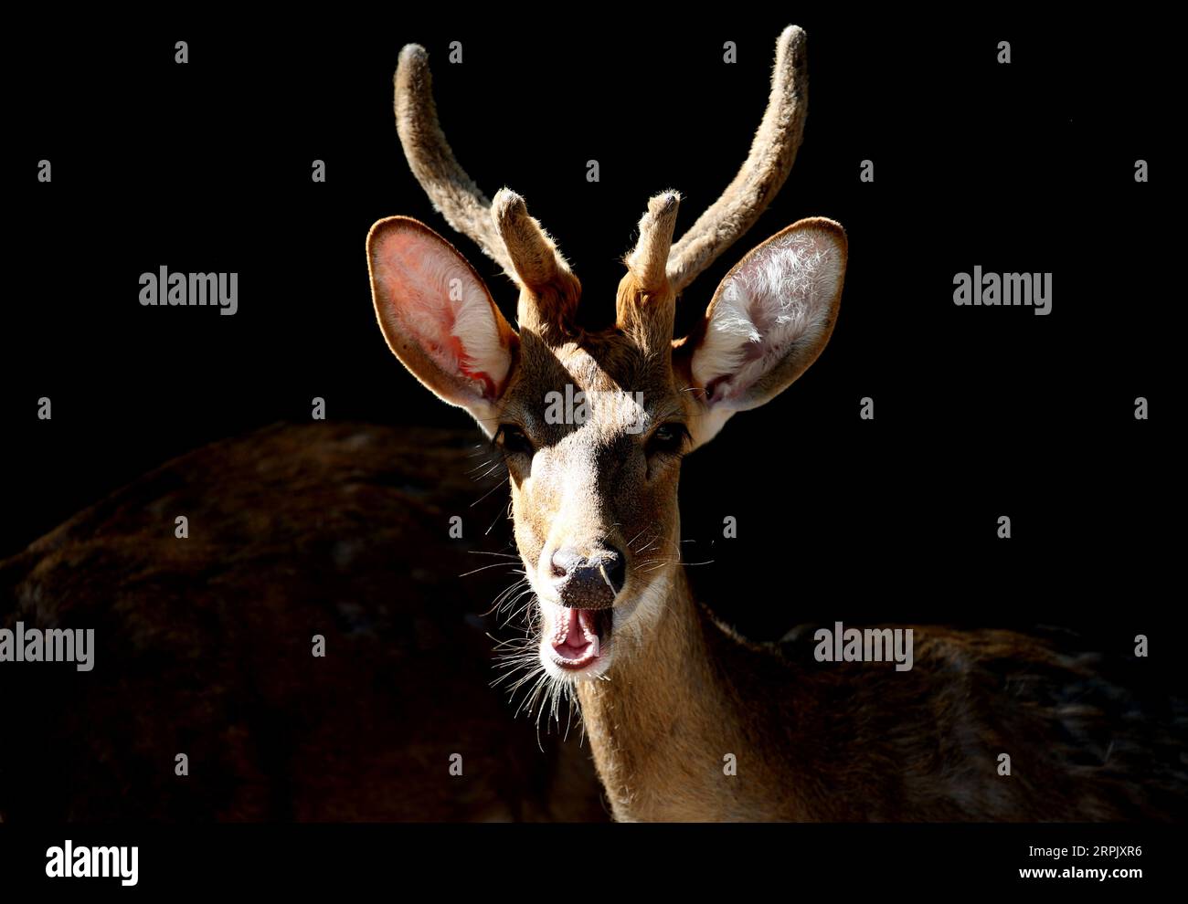 Deer of myanmar hi-res stock photography and images - Alamy