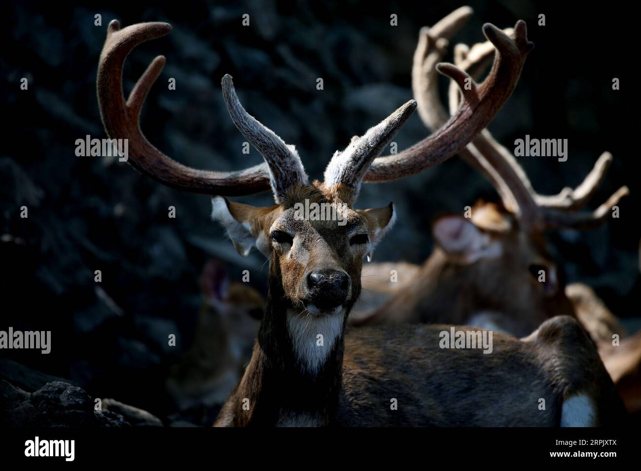 191222 -- YANGON, Dec. 22, 2019 -- An Eld s deer is seen at the ...