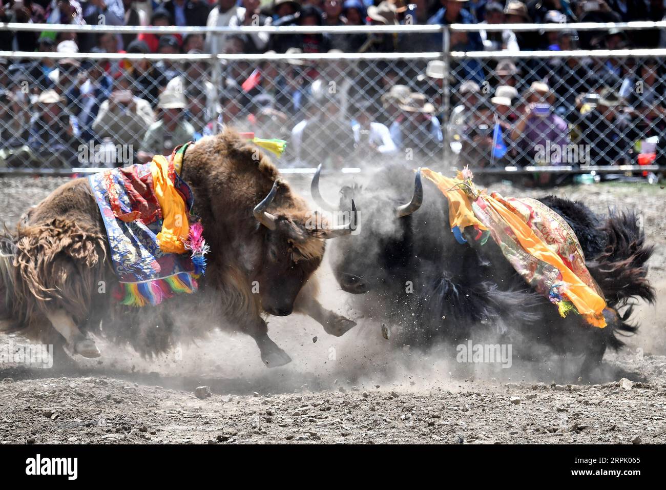 Yak racing hi-res stock photography and images - Alamy