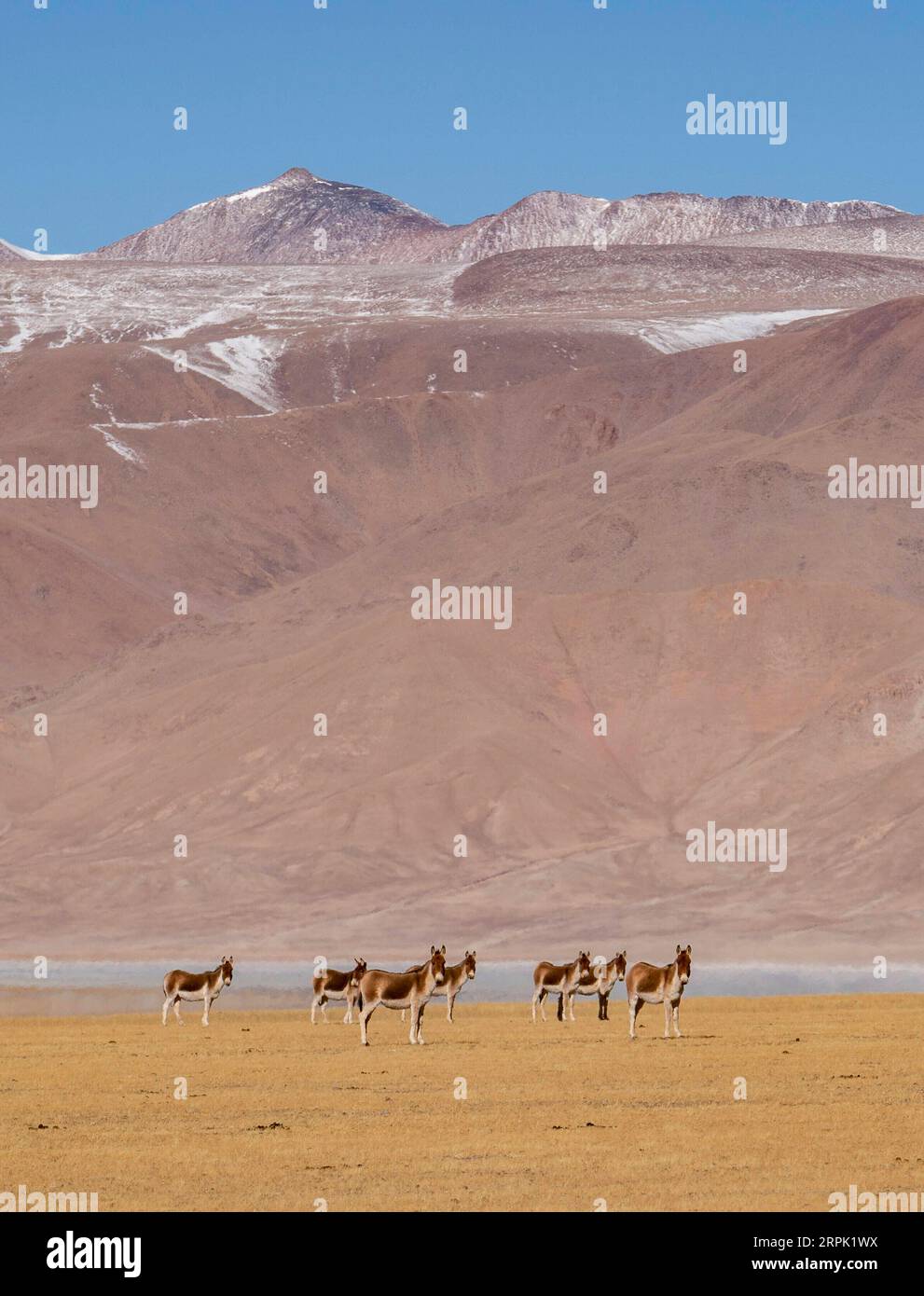 Tibetan wild donkeys hi-res stock photography and images - Alamy