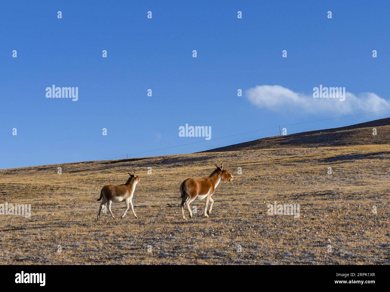 Tibetan wild donkeys hi-res stock photography and images - Alamy