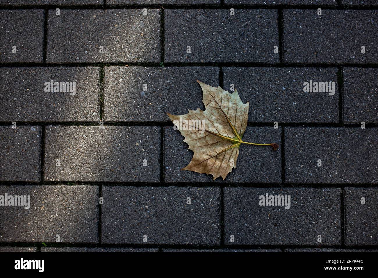 Autumn yellow leaves on gray stone paving stones. Autumn background ...