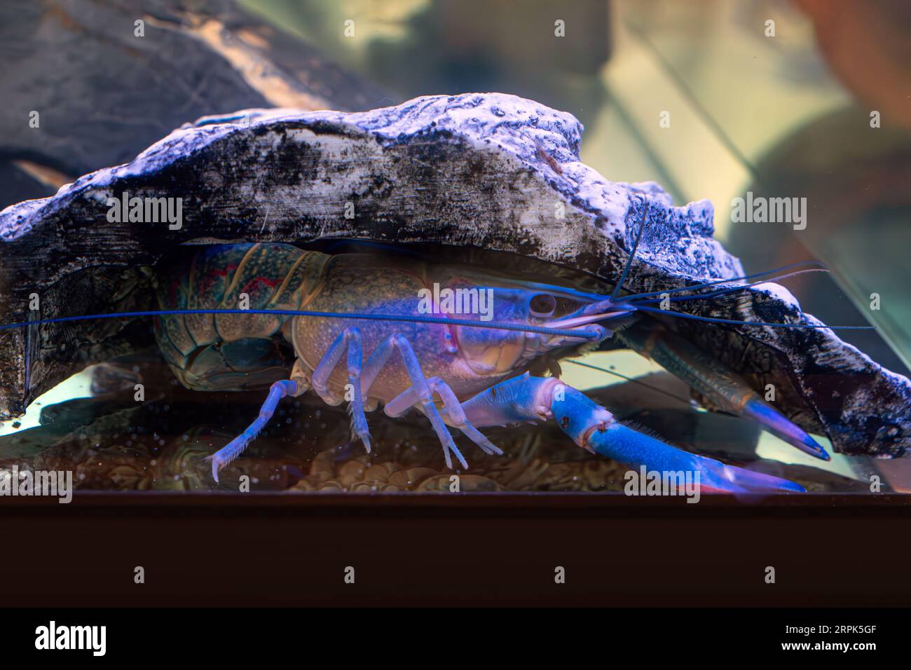 Blue Crayfish in aquarium under the glass. Growing crayfish Stock Photo ...