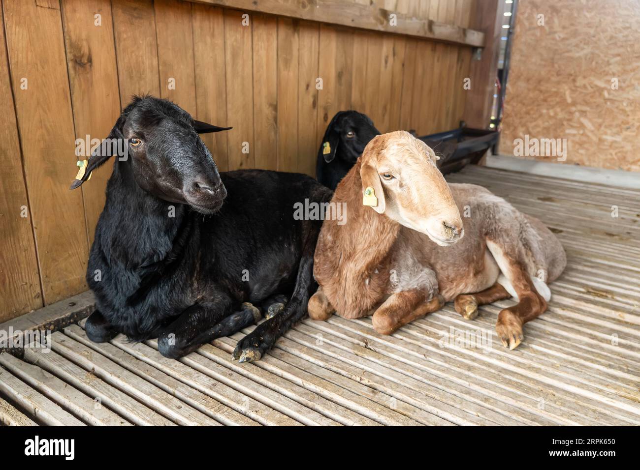 goat in the barn. Domestic goats in the farm. Cute an angora wool coat. A goat in a barn at an ...