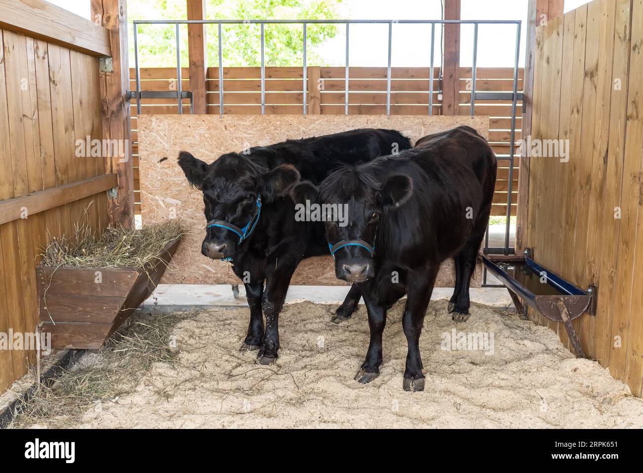 Two bulls are standing in a cattle pen. Meat animal husbandry Stock ...