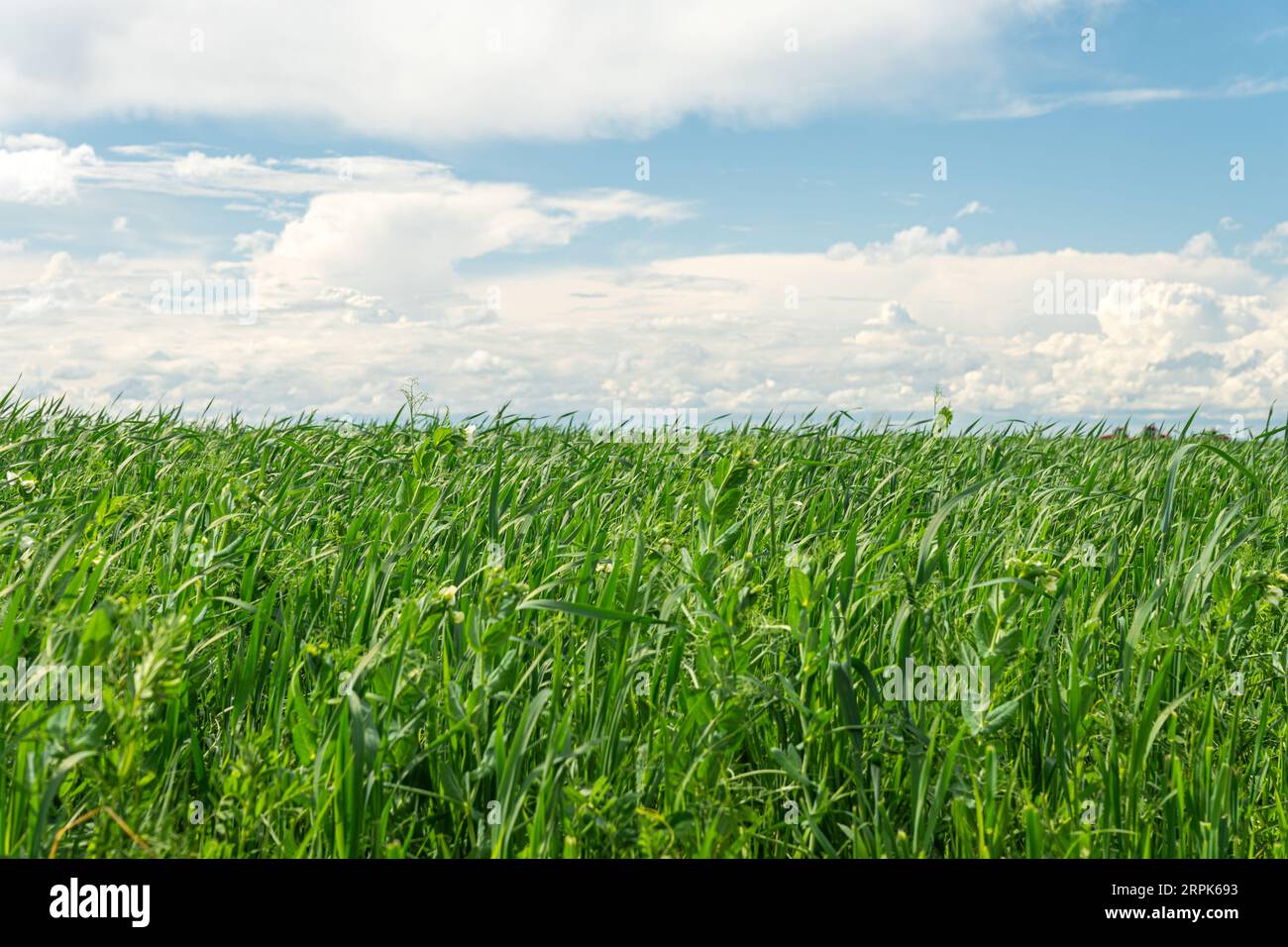 The agricultural land of a green corn farm with a perfect sky. Location ...