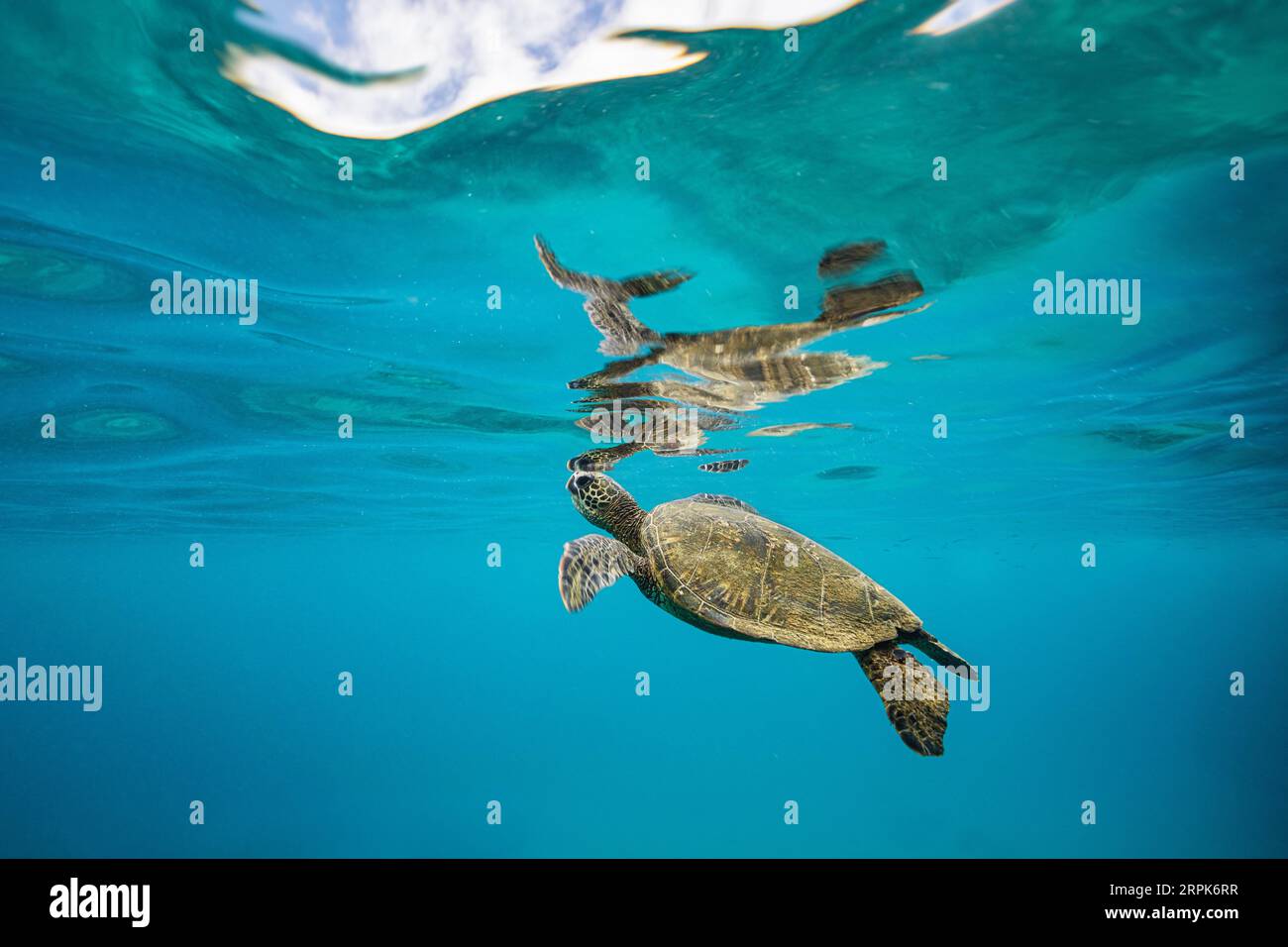 A green sea turtle and its reflection at the oceans surface for a ...