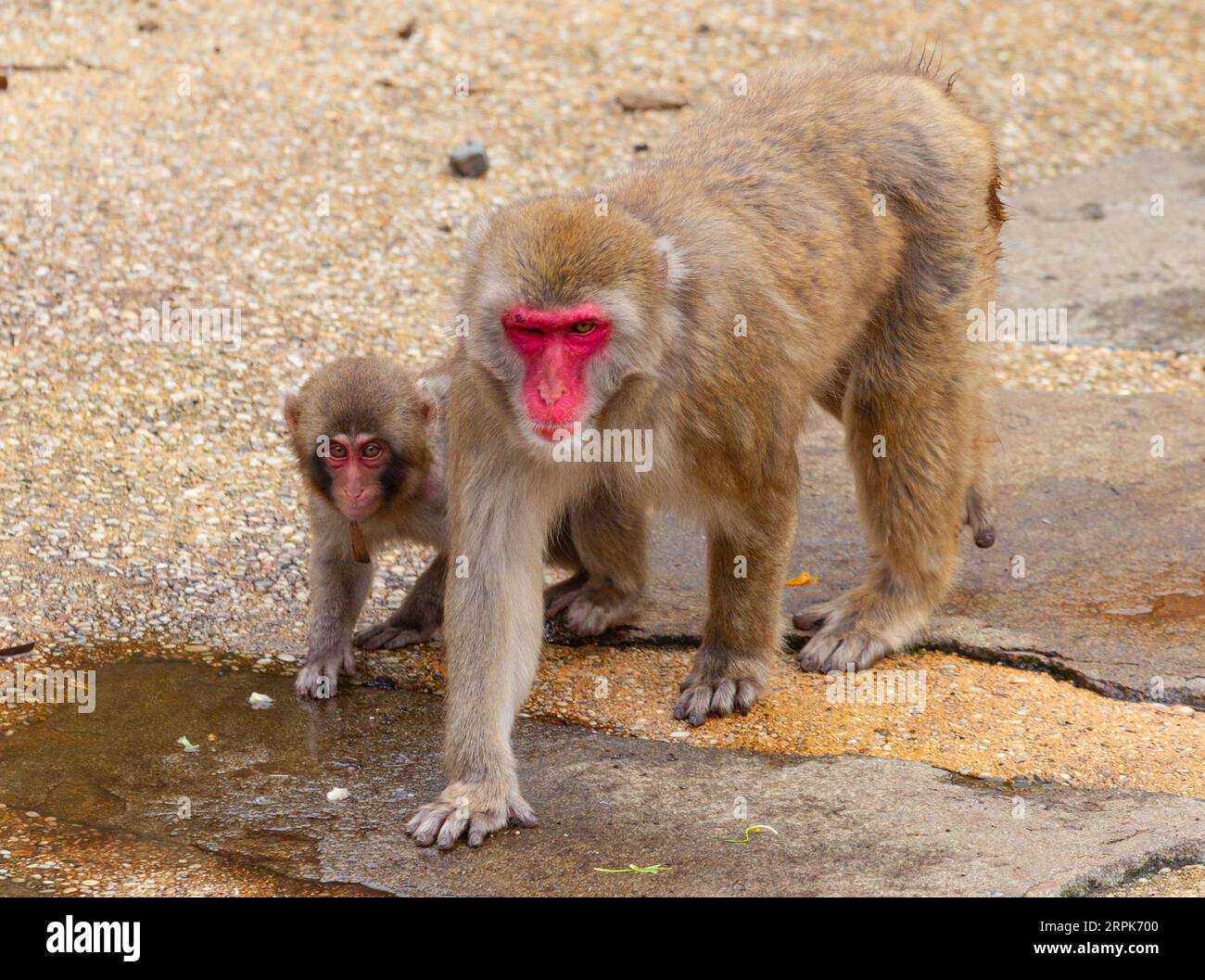 The Japanese macaque monkey (Mucaca Fuscata), also known as the snow ...