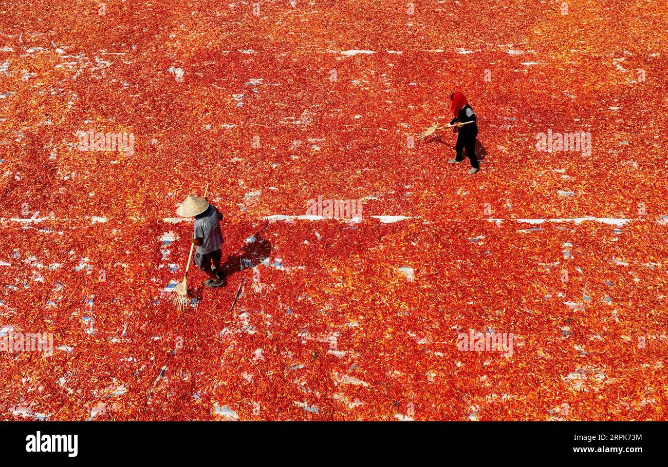 Aerial photo shows farmers drying red peppers in the sun in Bozhou City ...