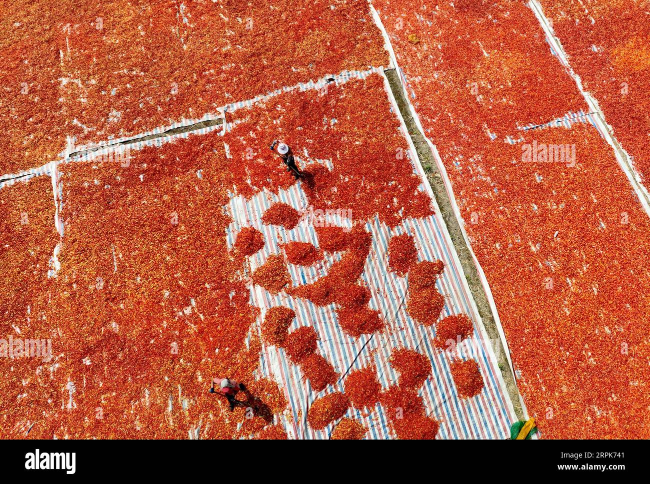 Aerial photo shows farmers drying red peppers in the sun in Bozhou City ...