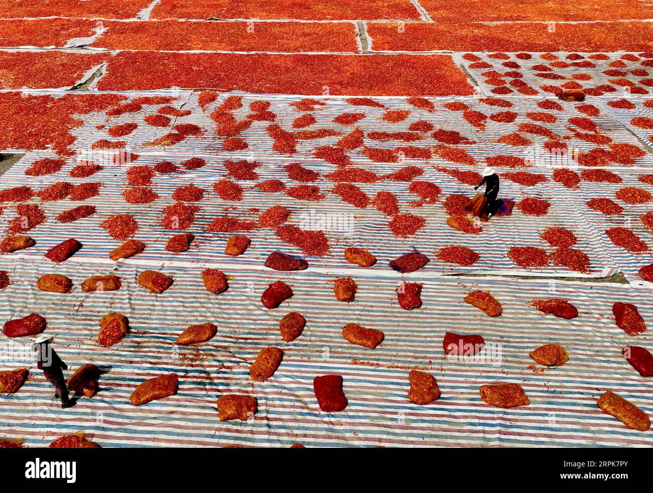 Aerial photo shows farmers drying red peppers in the sun in Bozhou City ...
