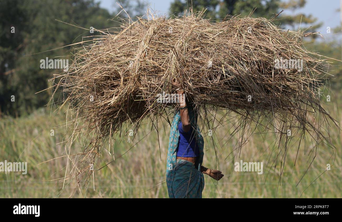 Koshi tappu wildlife reserve hi-res stock photography and images - Alamy