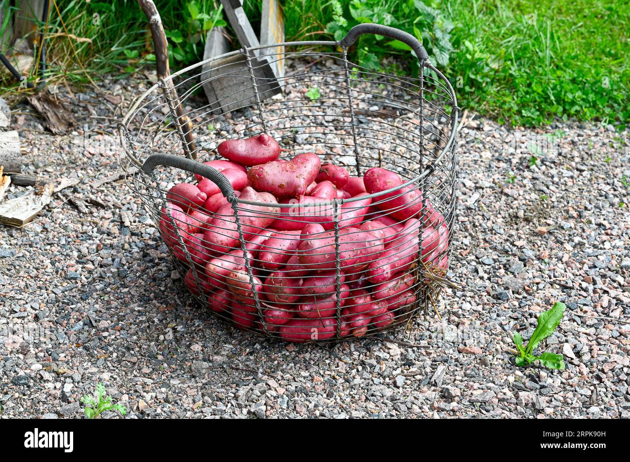 Cherie potatoes cleaned up ready to cook Stock Photo - Alamy