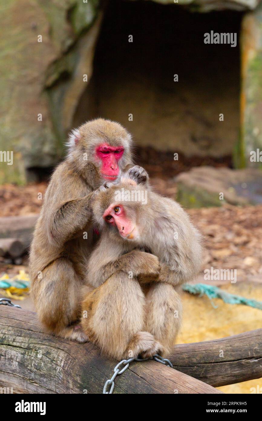 The Japanese macaque monkey (Mucaca Fuscata), also known as the snow ...