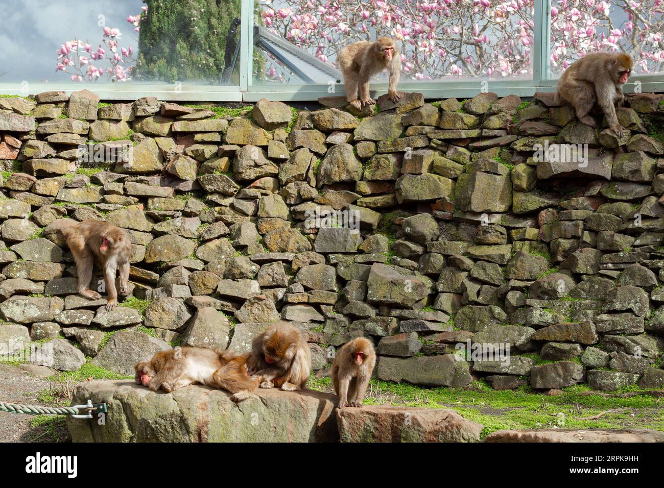 The Japanese macaque monkey (Mucaca Fuscata), also known as the snow ...