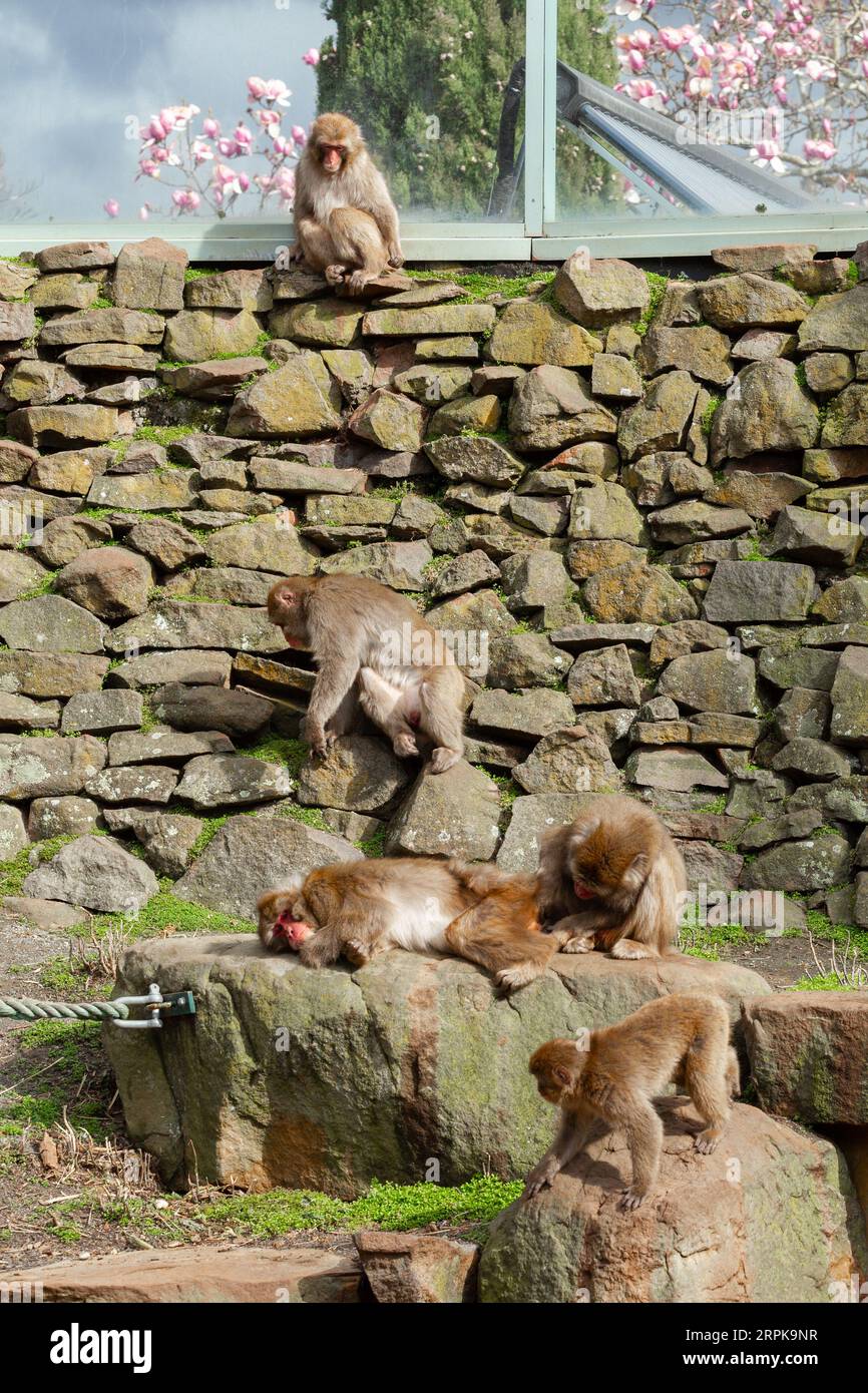 The Japanese macaque monkey (Mucaca Fuscata), also known as the snow ...