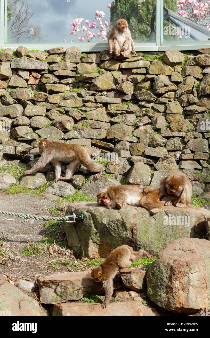 The Japanese macaque monkey (Mucaca Fuscata), also known as the snow ...